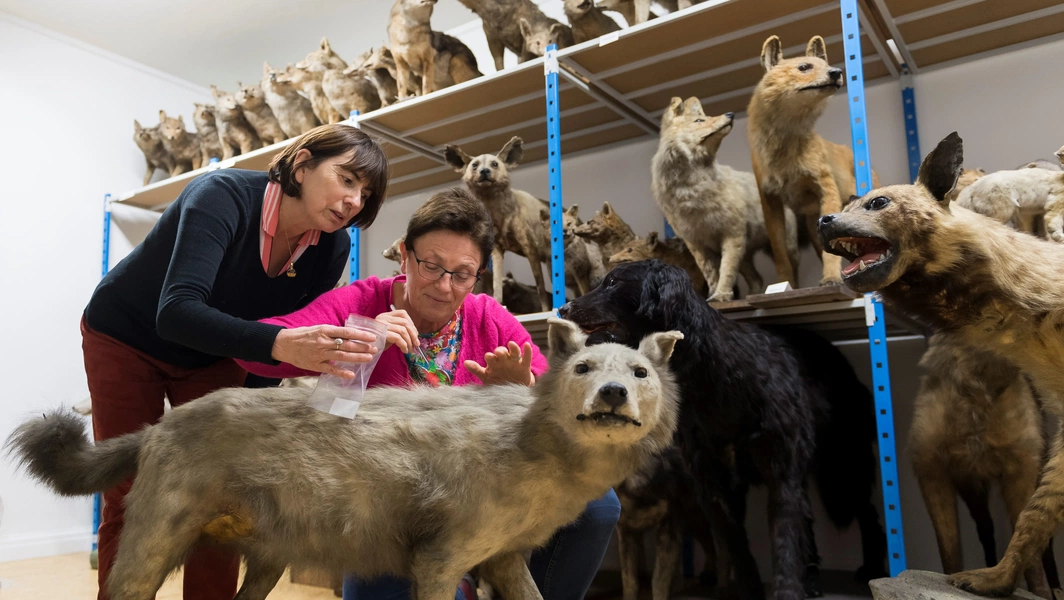 When wolves and humans first crossed paths