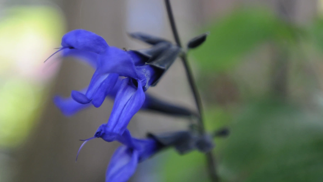 Salvia secrets for a thriving garden