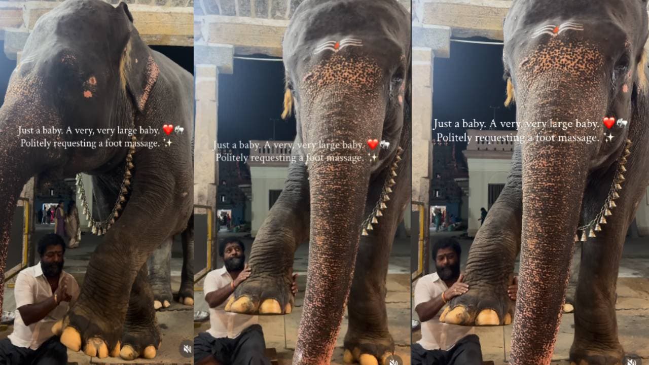 Viral video: Elephant calf throws tantrum until it gets foot massage: WATCH