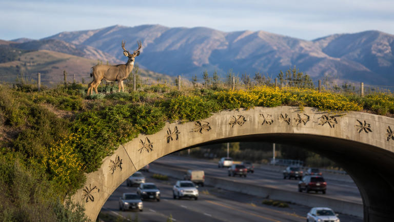 El nuevo puente para la fauna de California ya está ayudando a los ...
