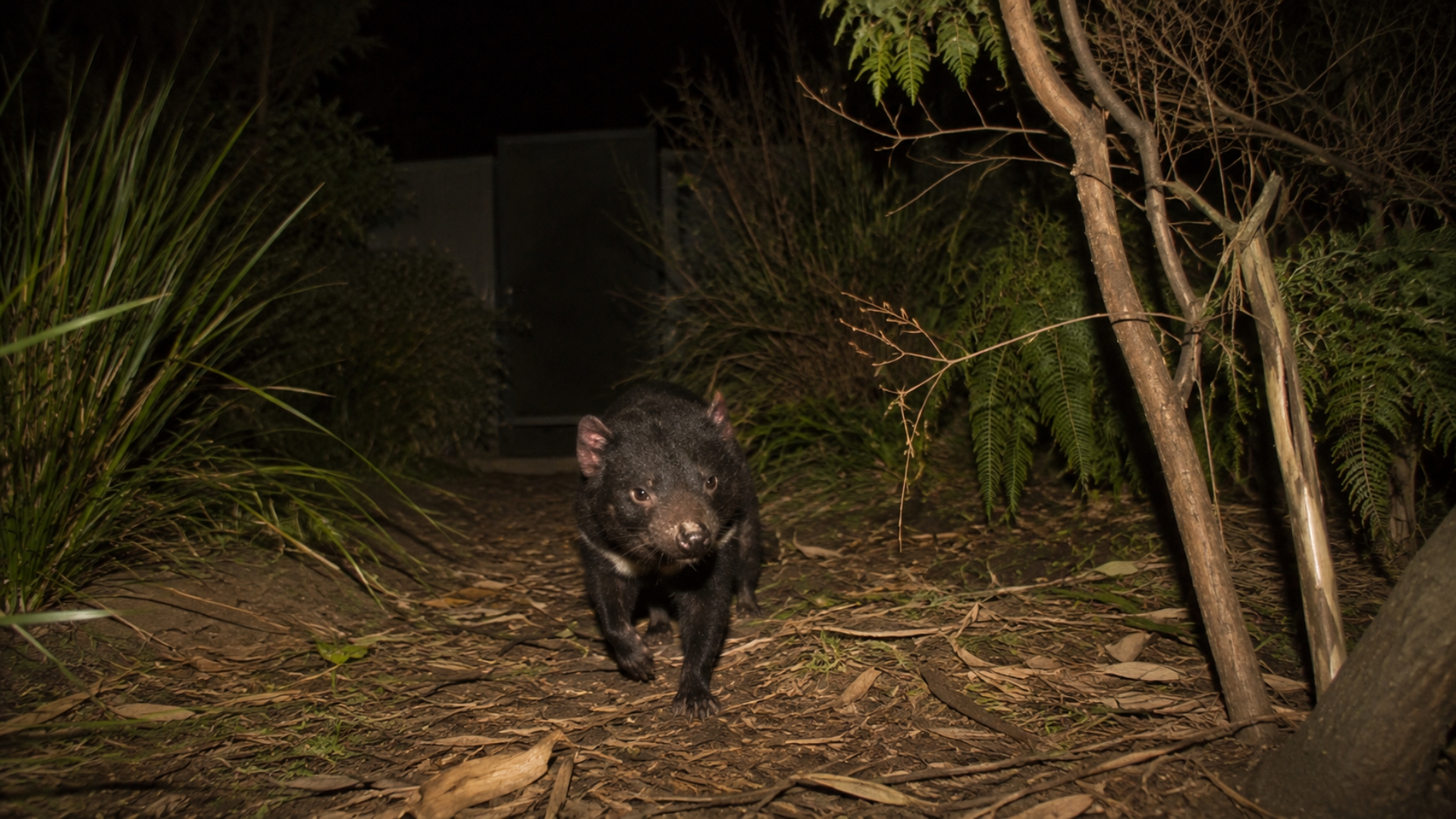 Runaway Tasmanian devil captured after night on the loose at Australian ...