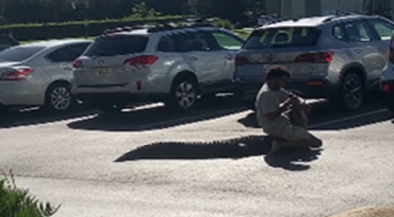 Florida alligator wrangler wrestles 10-foot gator barefoot on hot ...