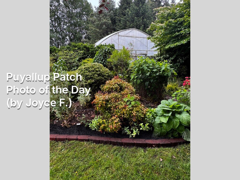 🌱 Patch AM: What investigators say happened before a Puyallup officer ...