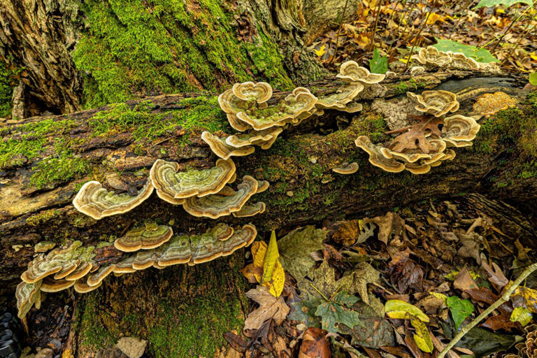 How gene swapping helped build the planet's decomposers