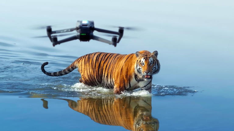 BBC Tiger Island debut sparks fierce row as viewers blast 'insufferable ...