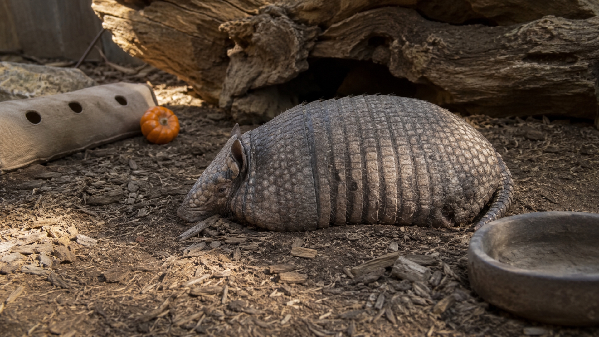 Beloved zoo armadillo and Blue Peter badge holder dies aged 19