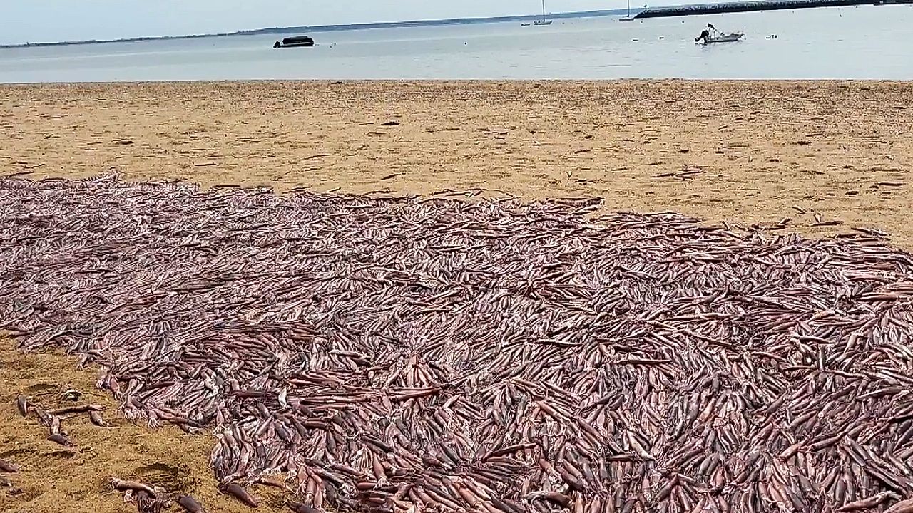Thousands of dead squid wash ashore in Massachusetts