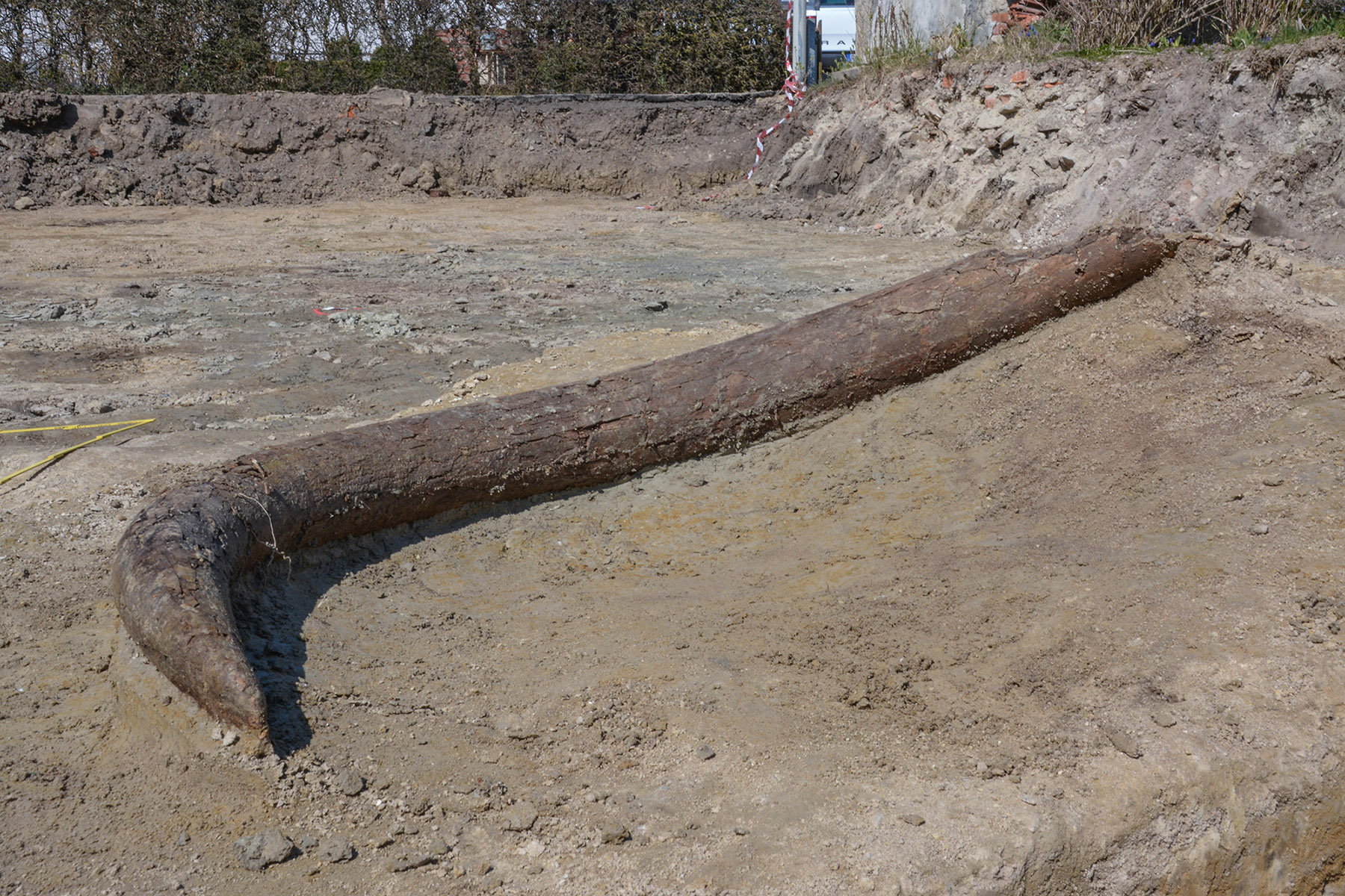 Recently discovered woolly mammoth was likely butchered by Ice Age hunters