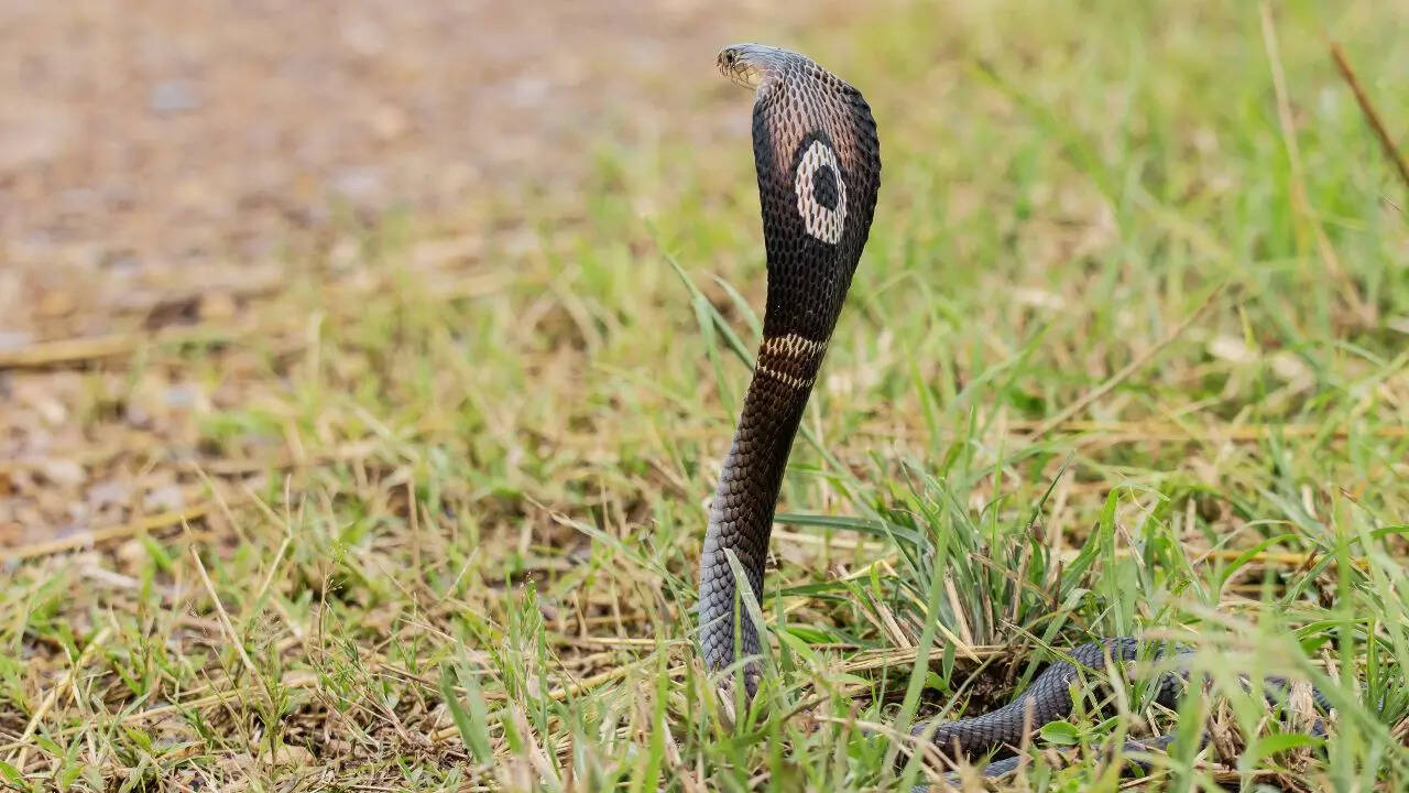 10 deadly snakes found in the forests of northeast India: What ...