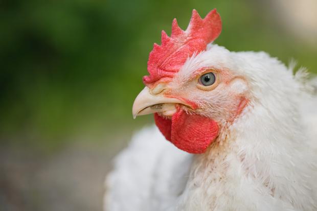 More than 2 million chickens to be raised at planned factory farm each year
