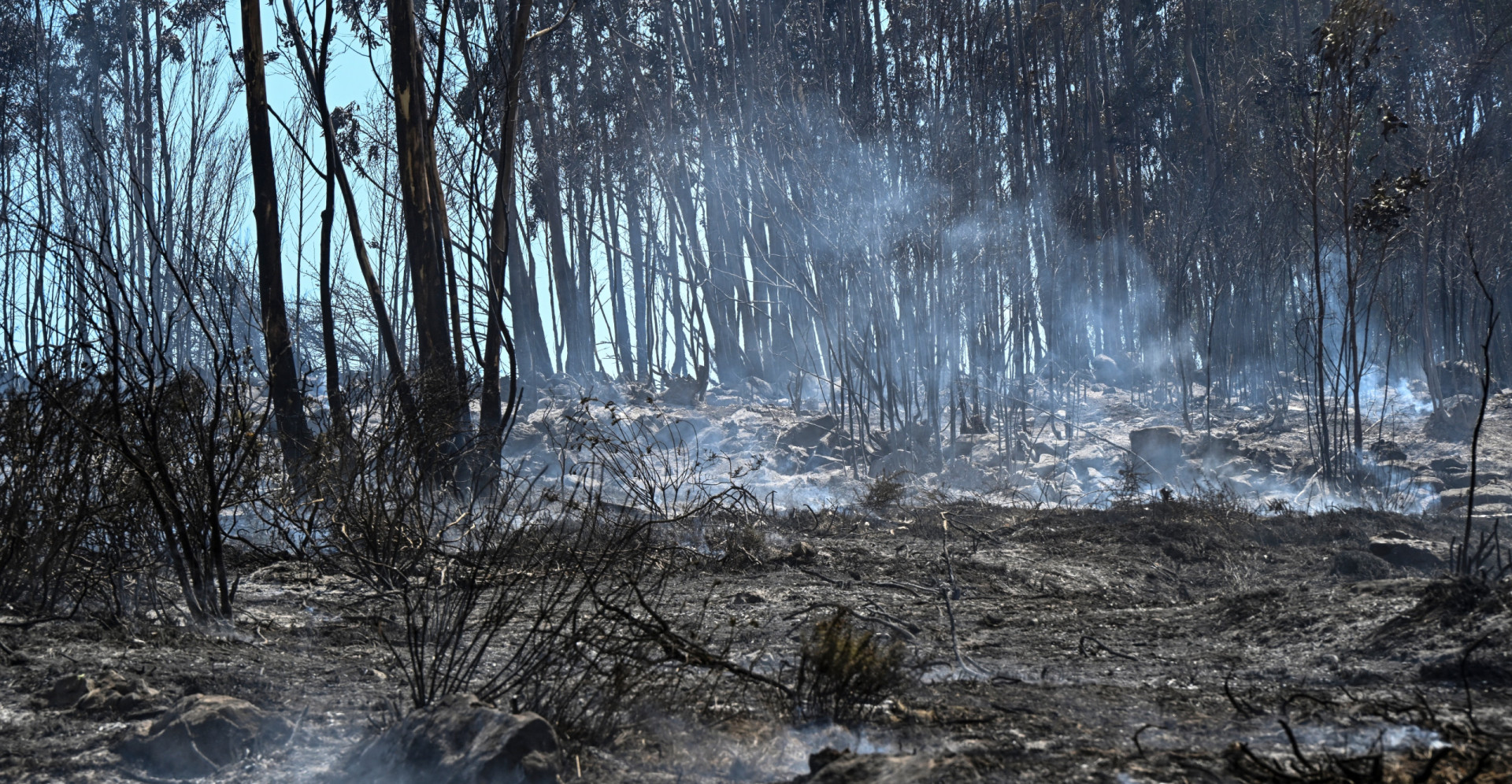 Wie Wildtiere nach einem Waldbrand überleben