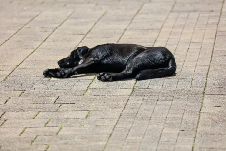 What to do if you see an injured dog on a highway