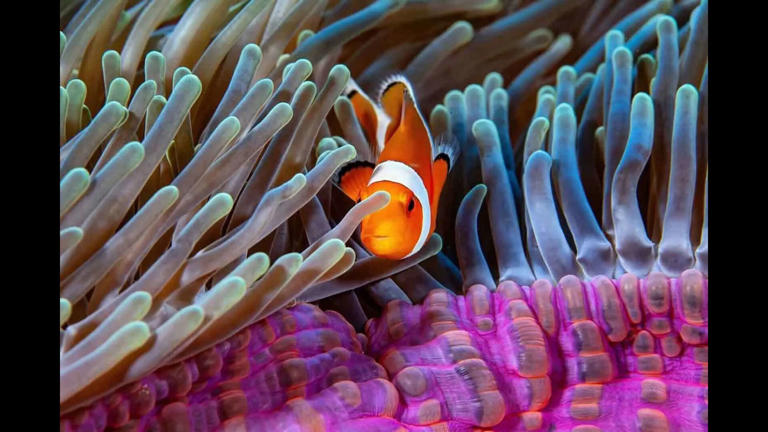 It is a privilege to witness the underwater world: Sumer Verma