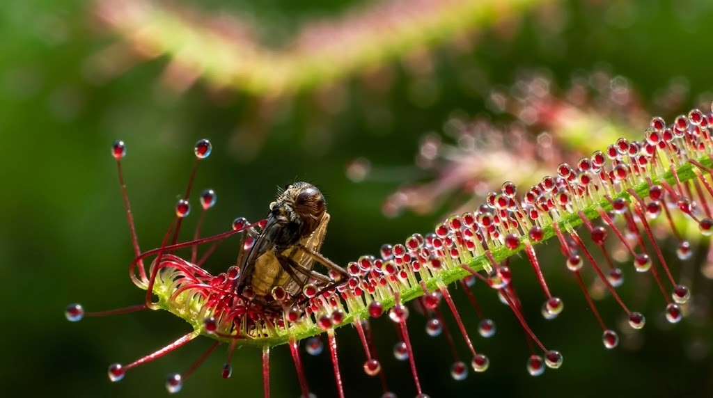 Watch what happens when a plant decides to hunt animals