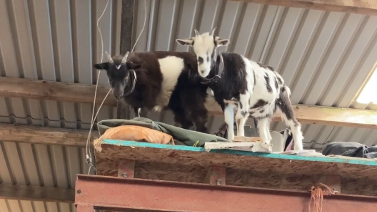 Naughty goat tests its athleticism by trying to climb on a van