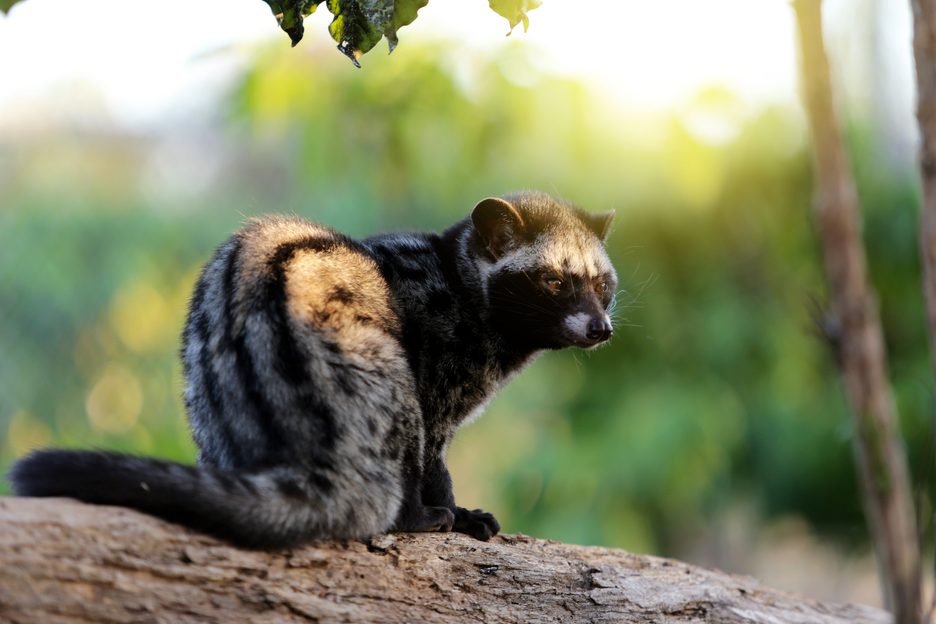 Coelacanth, chameleon, civet... 19 amazing, incredible animals starting ...