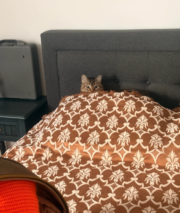 18 real pet stories that prove our animals quietly understand us better ...