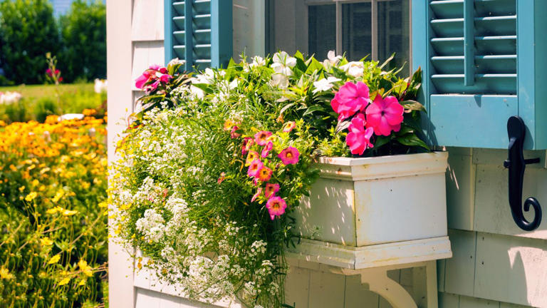 6 longest-flowering annuals for hanging baskets & window boxes – for ...