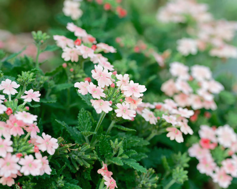 6 longest-flowering annuals for hanging baskets & window boxes – for ...