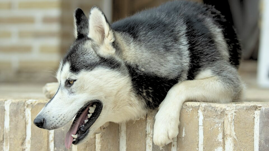 Husky’s microchip stuns animal rescuers after emergency rescue