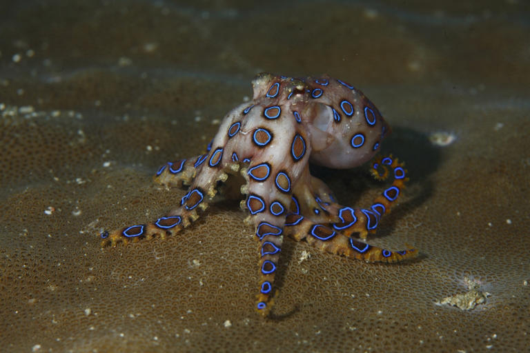 15+ Most Dangerous Unknown Creatures Most People Have Never Heard Of