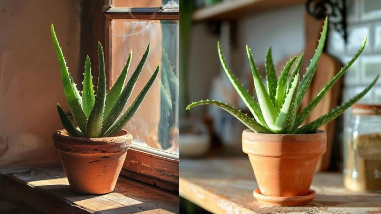 How to grow aloe vera in a pot at home in small spaces with easy care steps