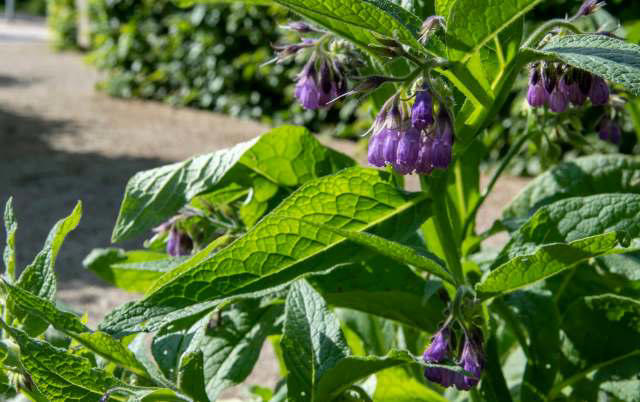 Gardener says comfrey plant transformed their yard by feeding soil ...