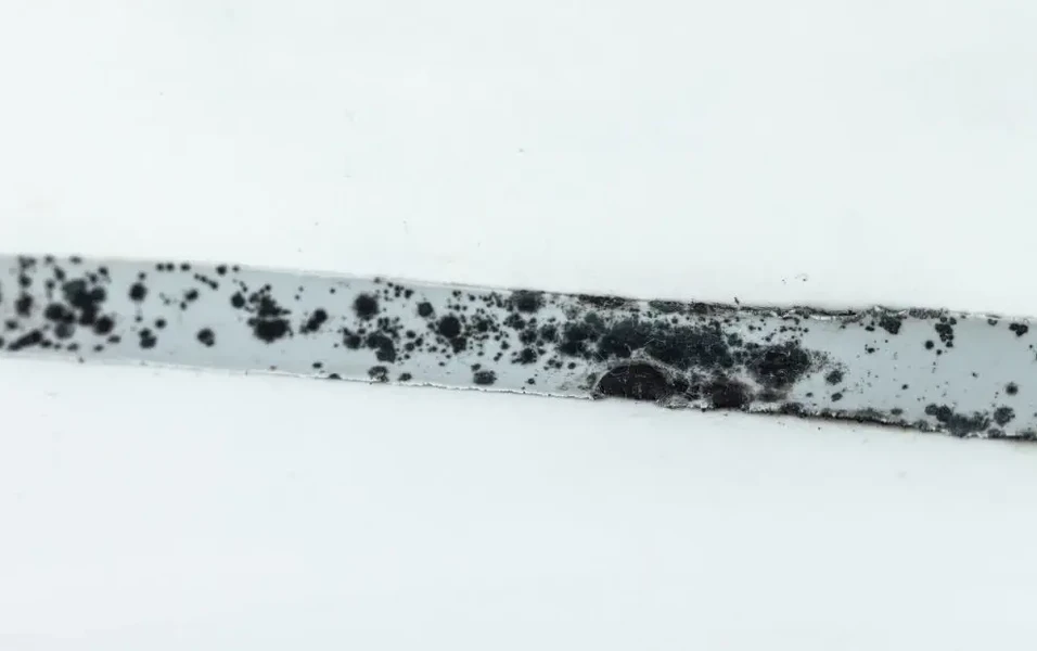 Beat mold for good with smarter cleaning tricks