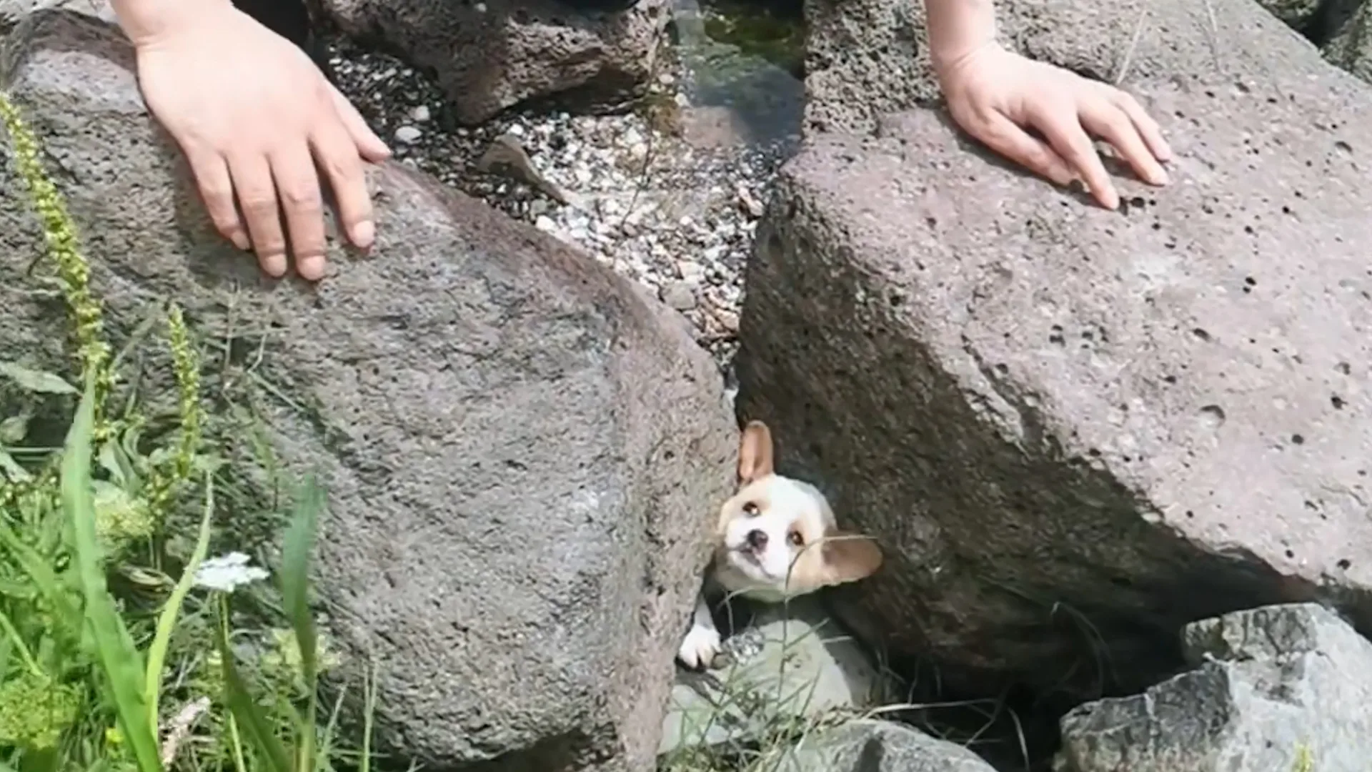 Puppy rescued after getting trapped under rocks beside lake