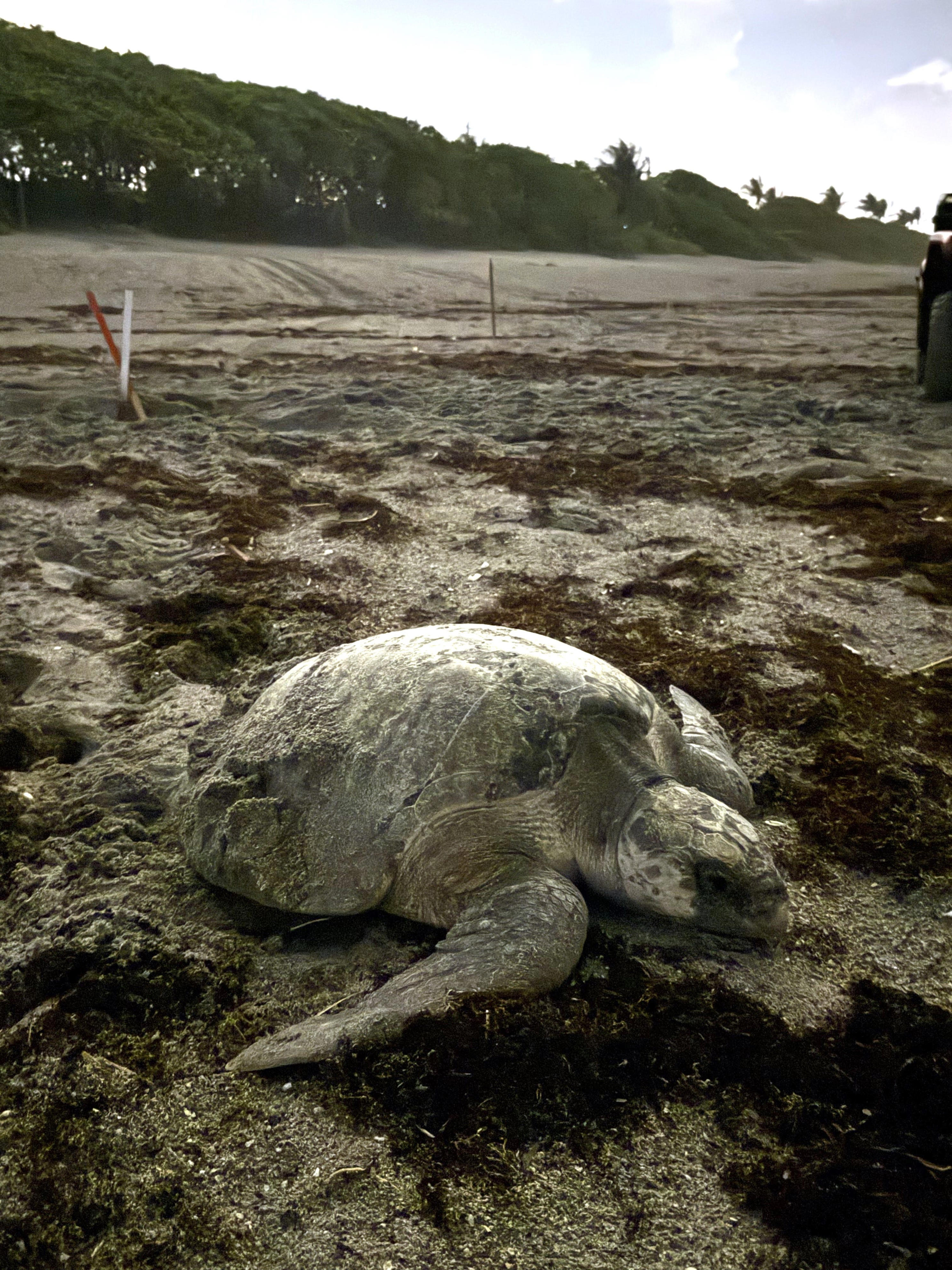 Loggerhead Marinelife Center spots rare olive ridley nest in Florida