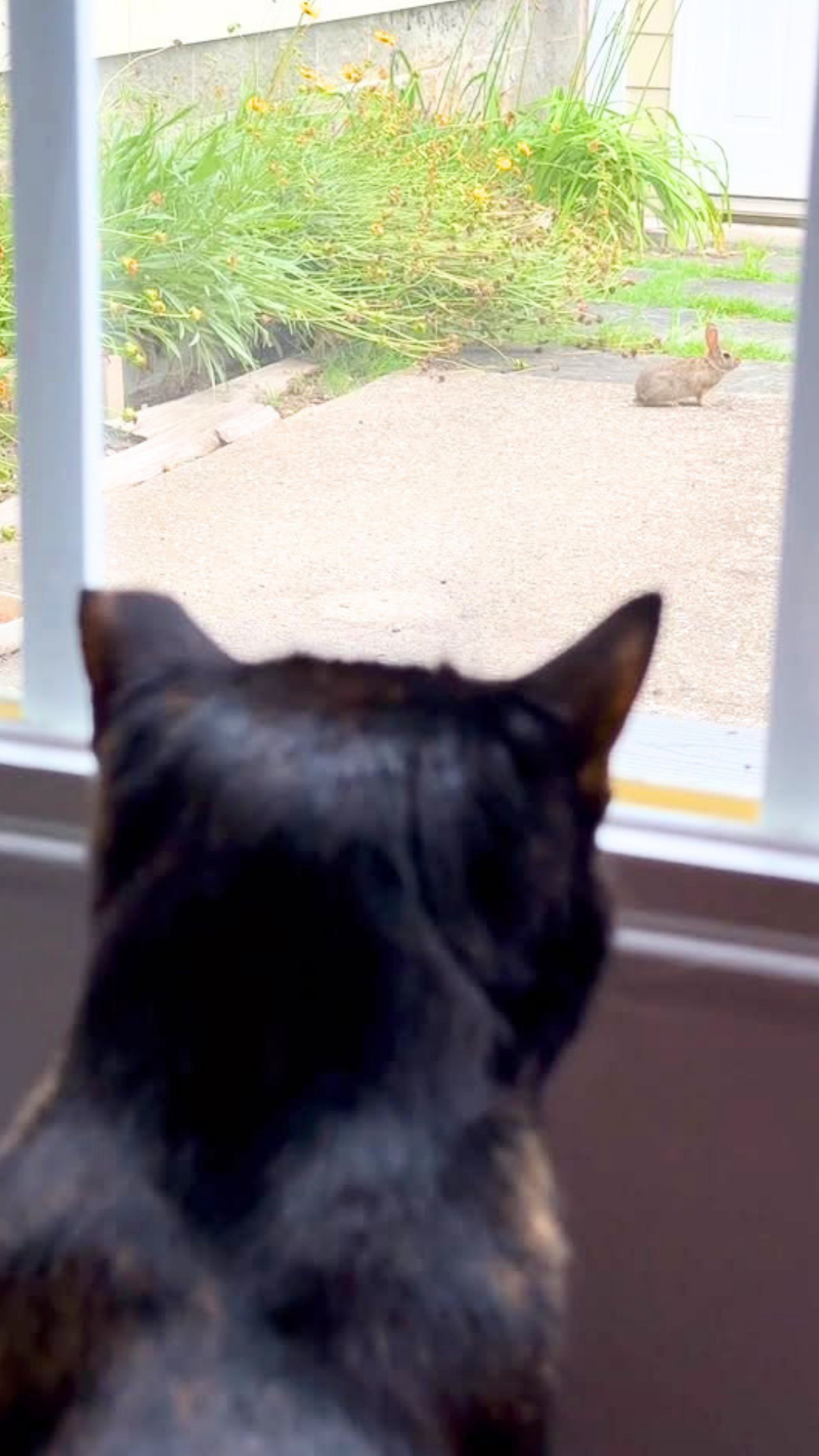 Truffles watching rabbits and birds outside