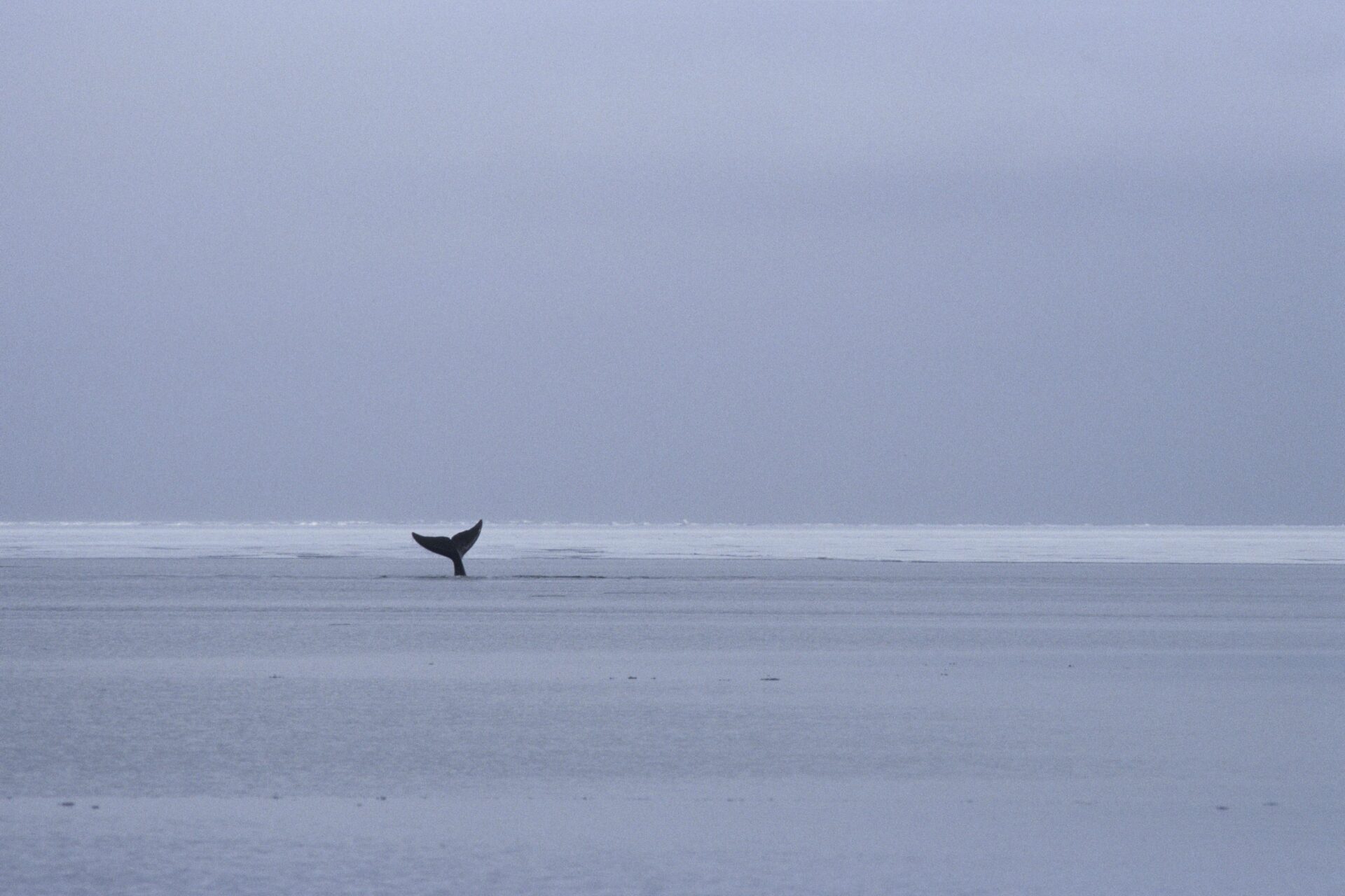 The Greenland shark, the longest-living vertebrate on the planet