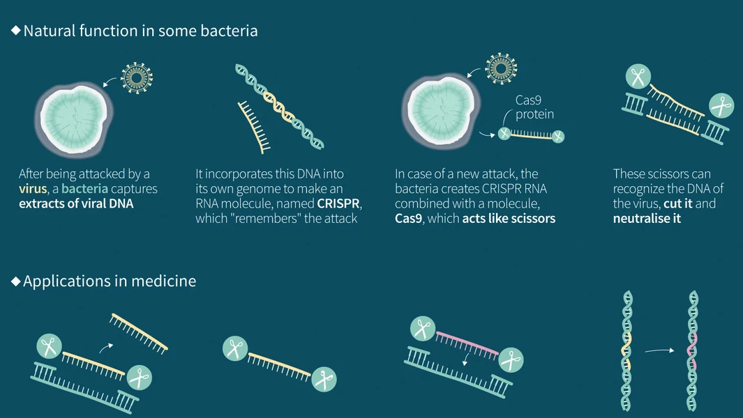 Columbia scientists achieve precise human embryo gene edits without ...