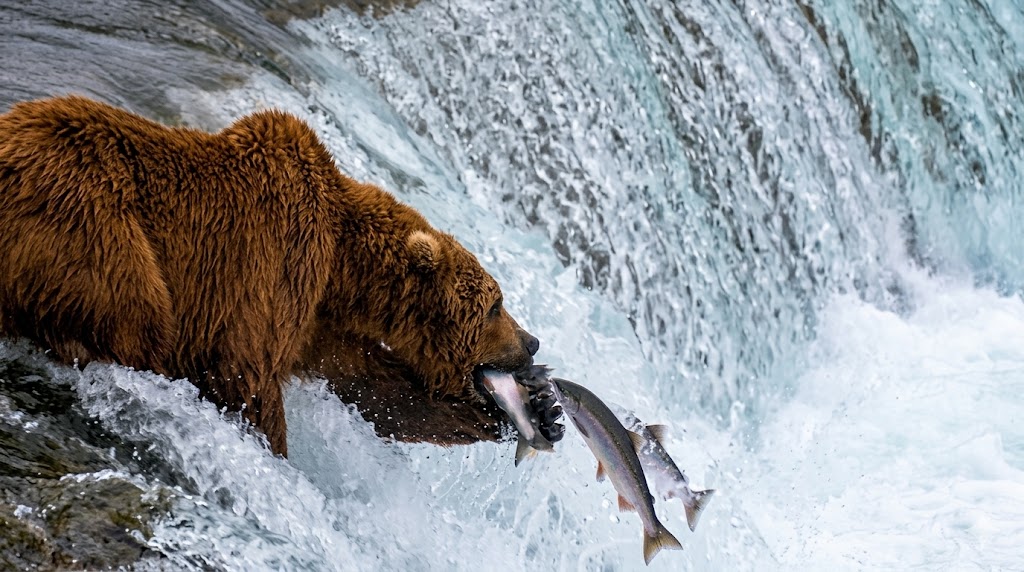 The moment instinct and perfect timing combine in a grizzly hunt