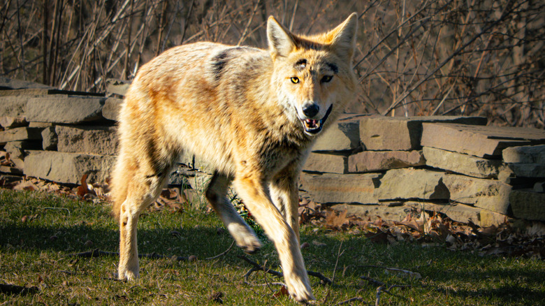 Tips and tricks to keep coyotes out of your backyard