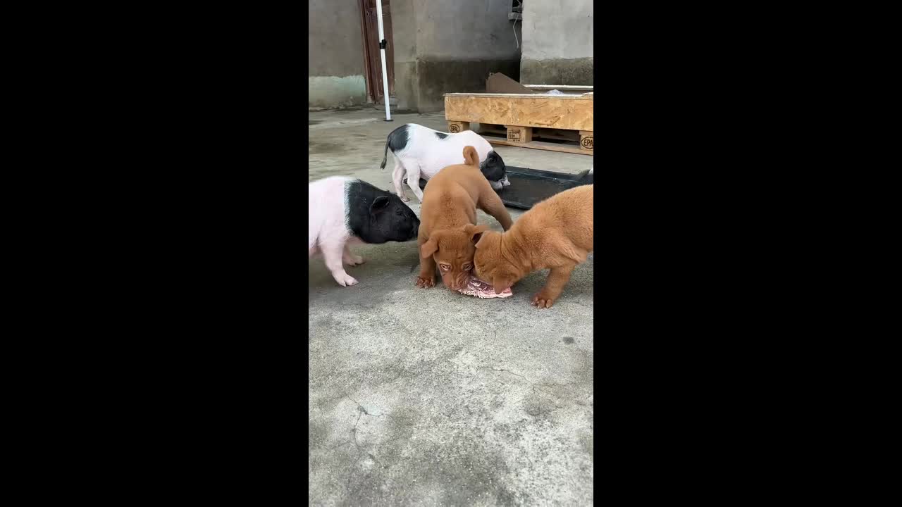 Puppies and piglet compete for piece of meat in Anhui, China