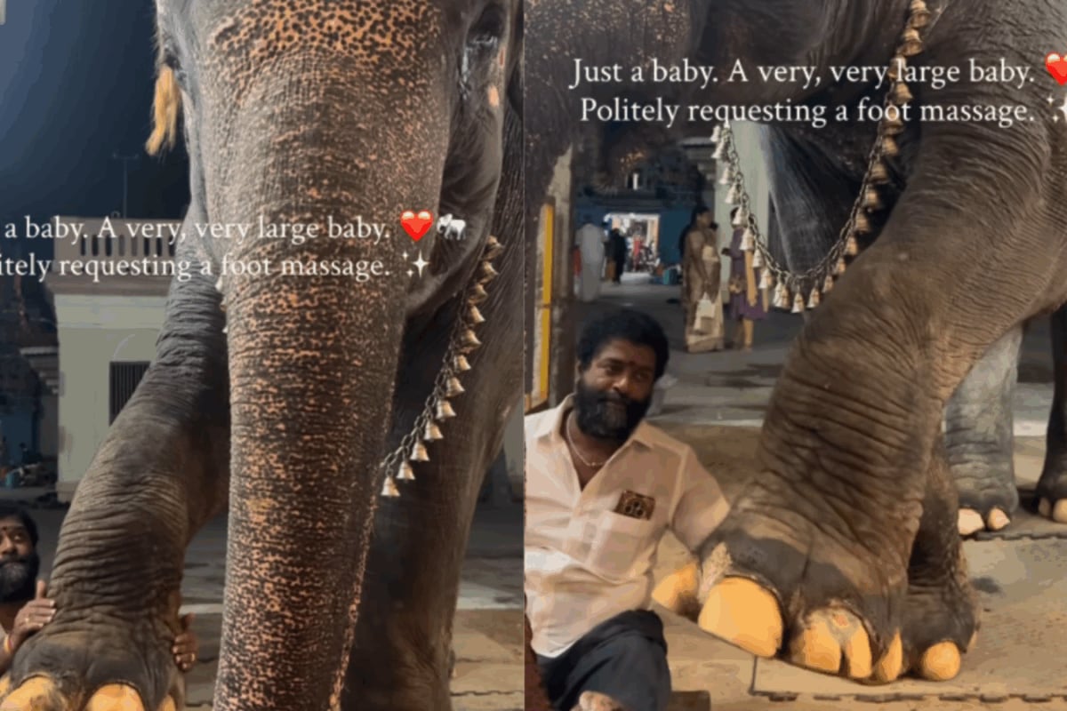Baby elephant politely asks for foot massage from caretaker, internet ...