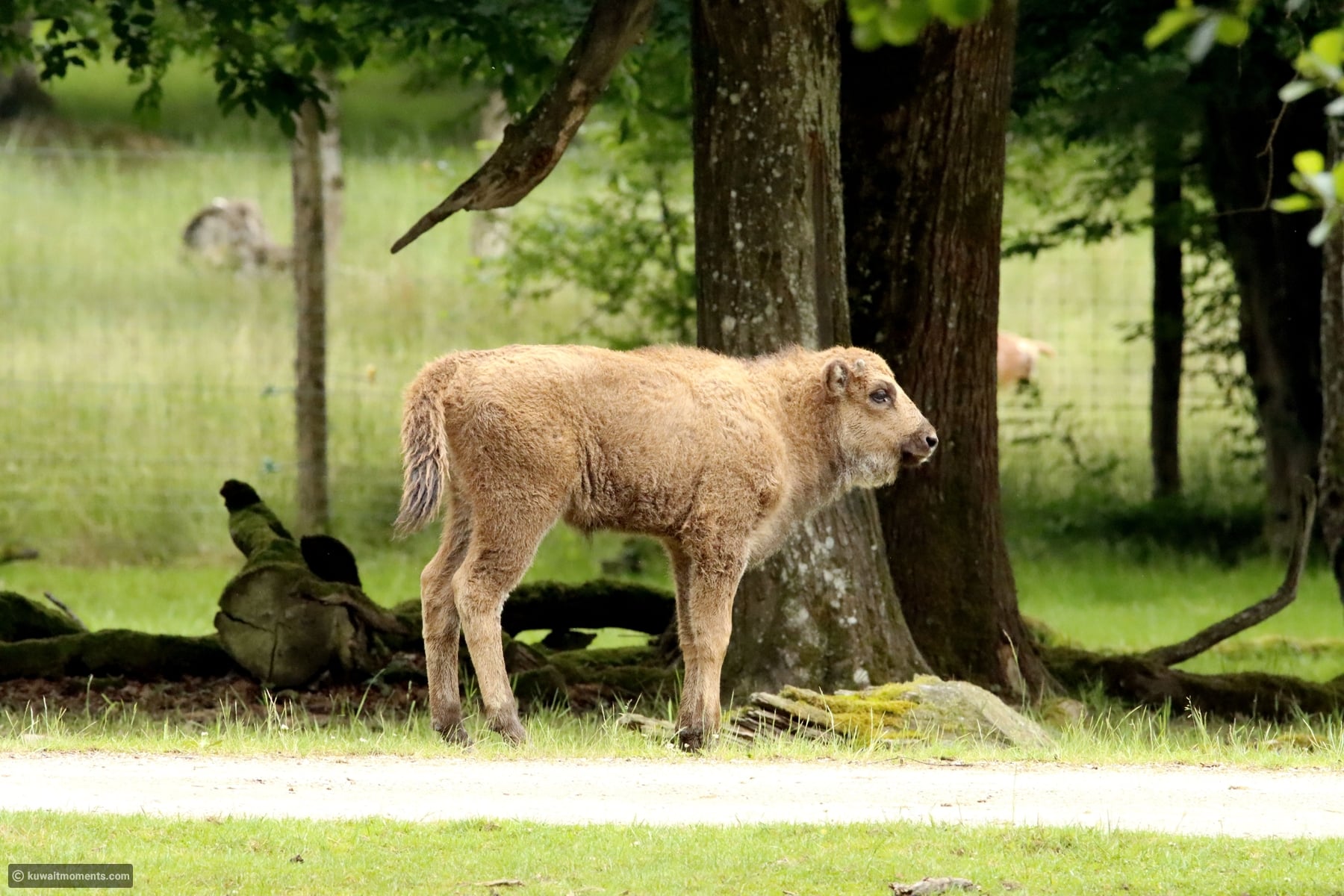 7 US states that boast the biggest herds of bison in America