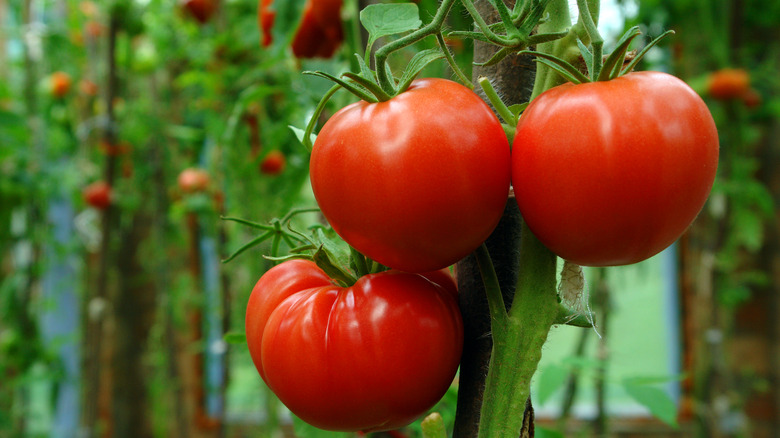 15 tips for growing the best tomatoes in your garden