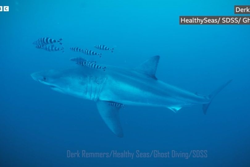 Great white shark filmed in Med for first time as divers come face-to ...