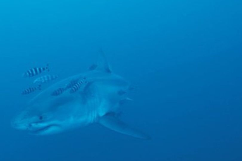 Great white shark filmed in Med for first time as divers come face-to ...