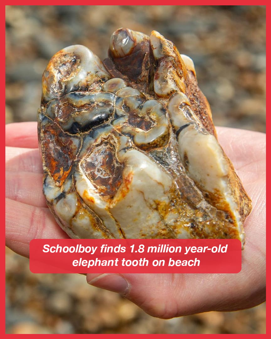 Schoolboy finds 1.8 million-year-old elephant tooth on beach