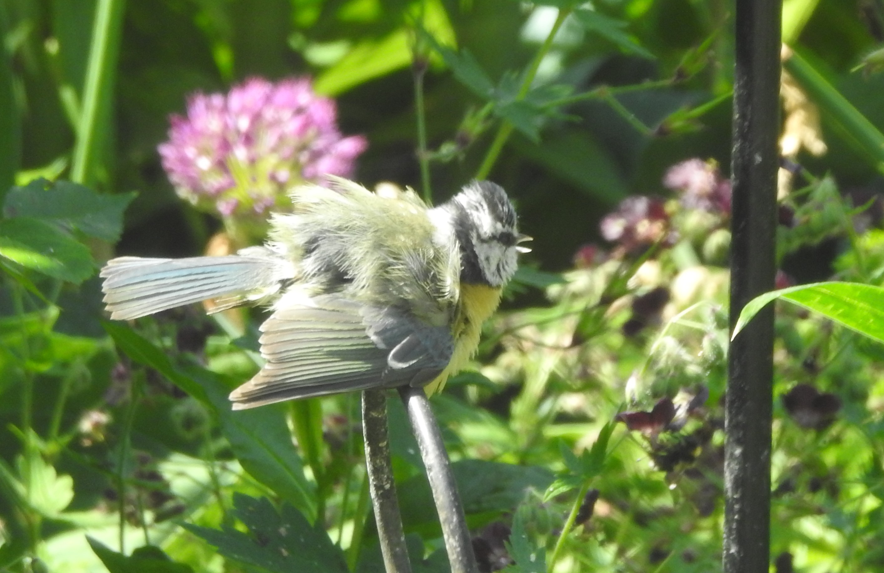Sheffield wildlife column: Birds keeping cool isn't so easy