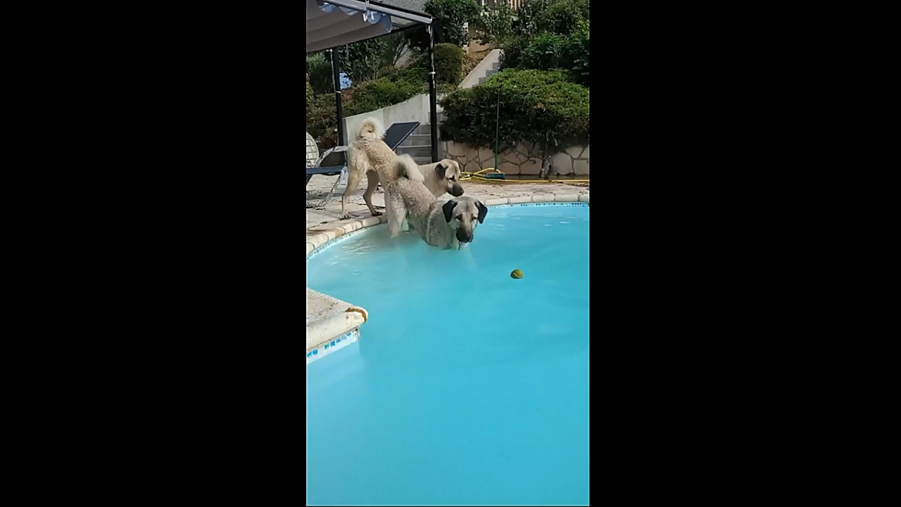 First-time pool paw-splashing with Talaz and Taiga in Saint-Étienne, France