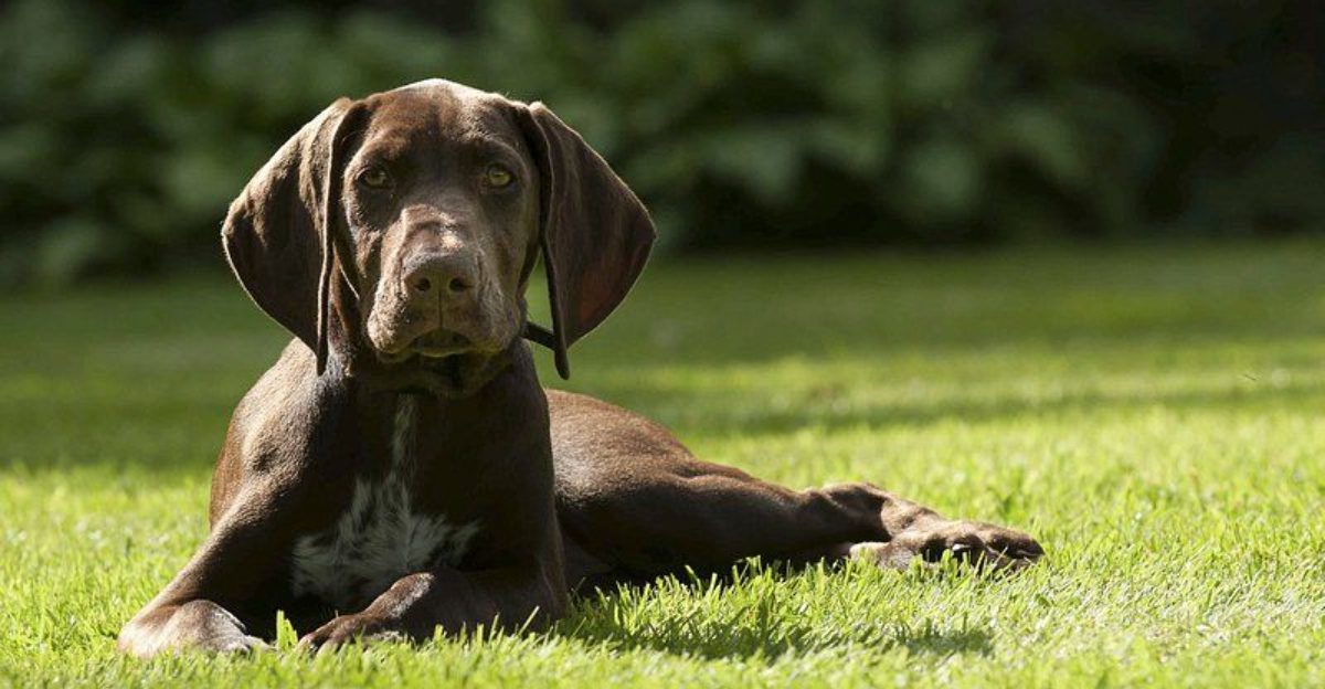 10 gorgeous brown-coated dogs that continue to impress experts and ...