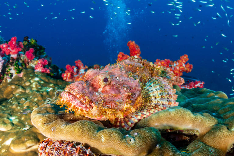 15+ Most Dangerous Unknown Creatures Most People Have Never Heard Of