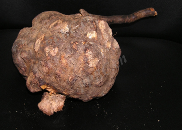 The ancient Chinese herbal remedy that transforms hair loss
