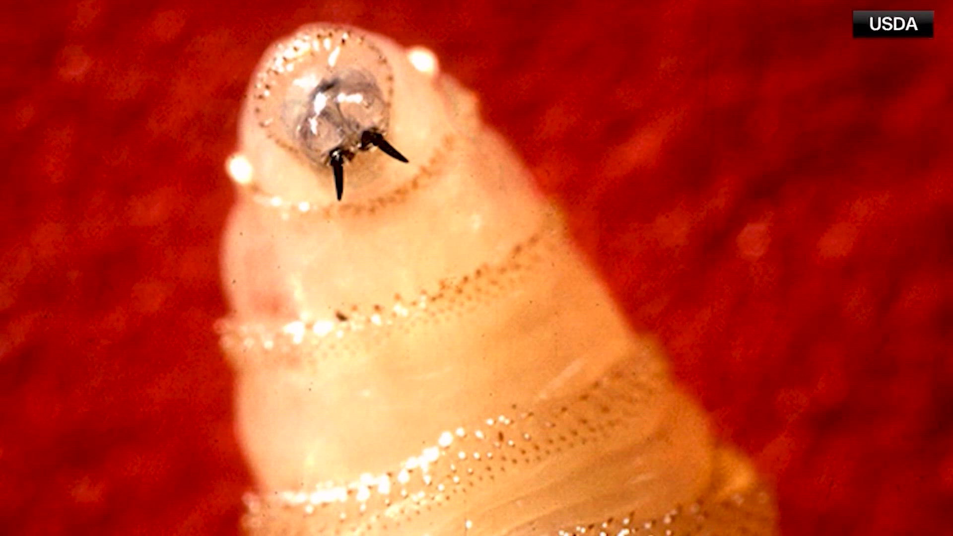 Gov. Abbott expands state of disaster after second flesh-eating worm ...