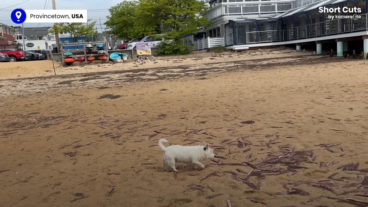 Tausende tote Tintenfische an Strand angeschwemmt