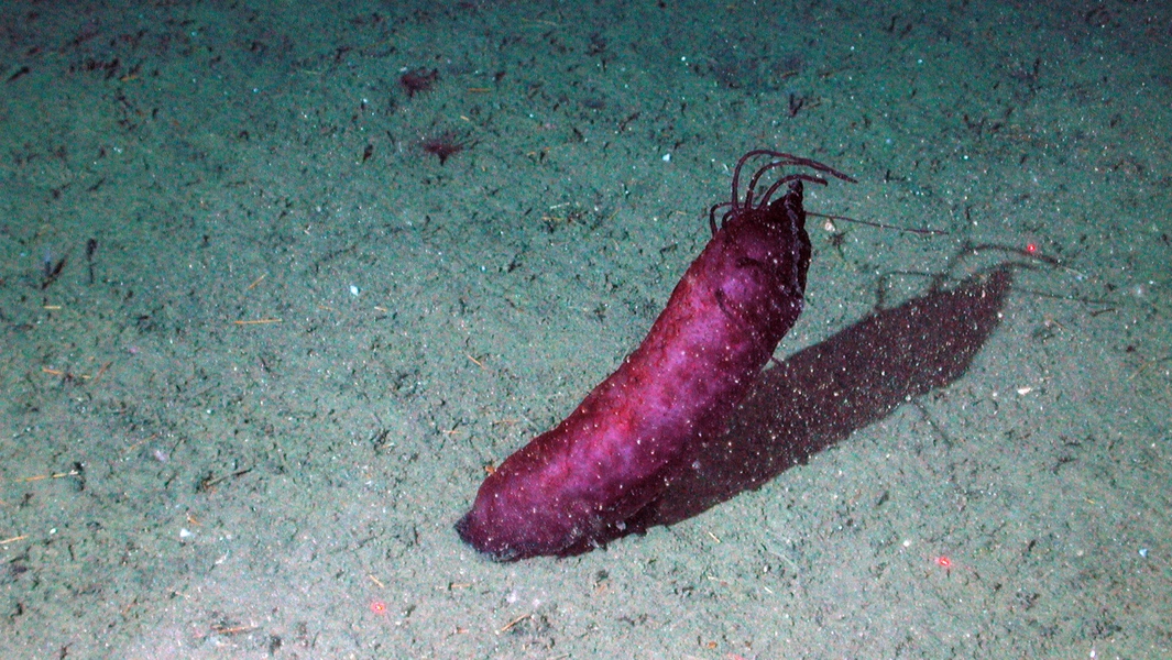 Sea cucumber tissue survives years after amputation in study